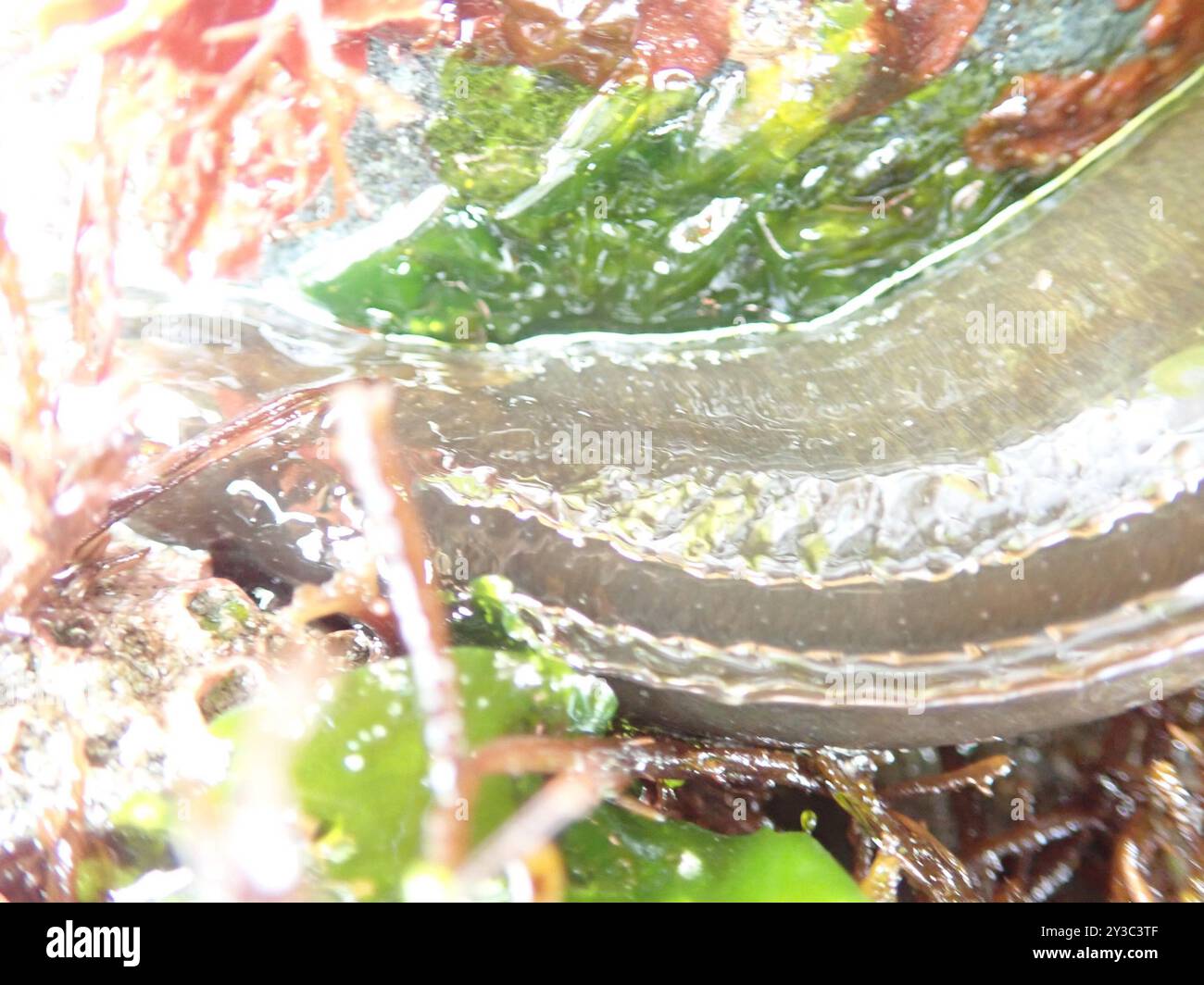 Rock Eel (Xiphister mucosus) Actinopterygii Stock Photo - Alamy