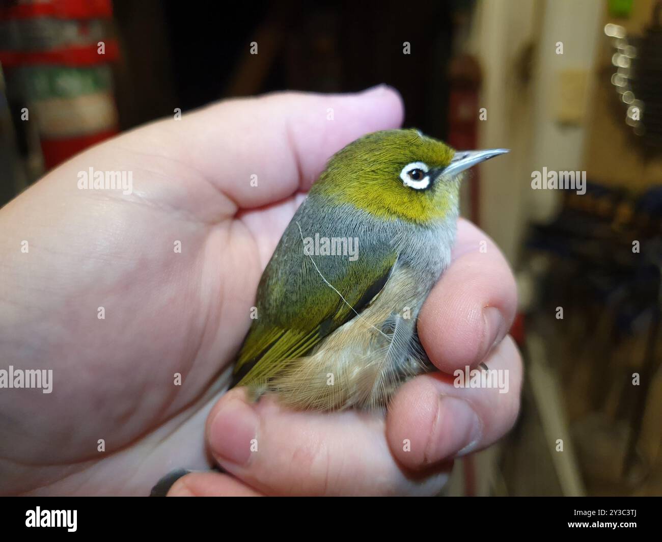 Tasmanian Silvereye (Zosterops lateralis lateralis) Aves Stock Photo ...