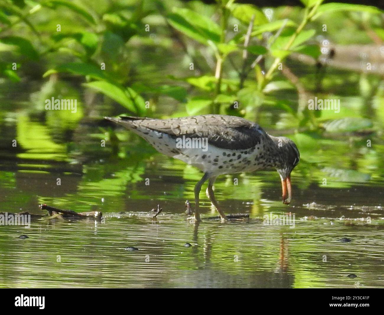 Spotted Sandpiper (Actitis macularius) Aves Stock Photo - Alamy