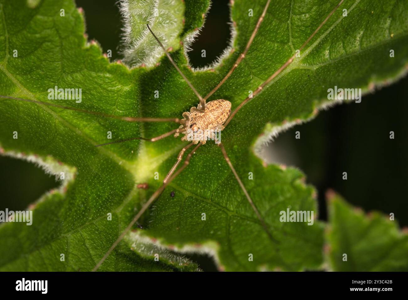 Spring Harvestman (Rilaena triangularis) Arachnida Stock Photo - Alamy