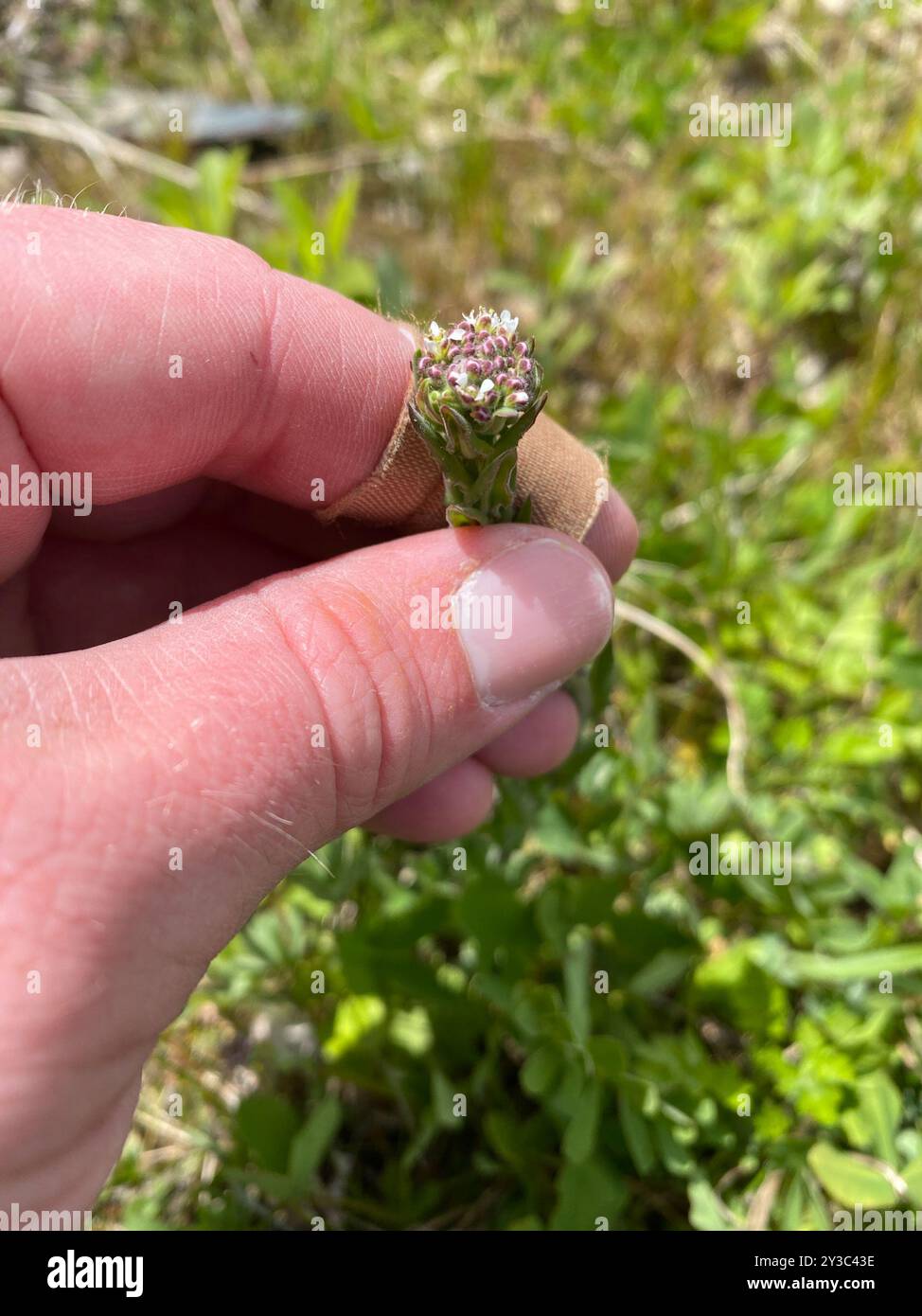 field peppergrass (Lepidium campestre) Plantae Stock Photo - Alamy