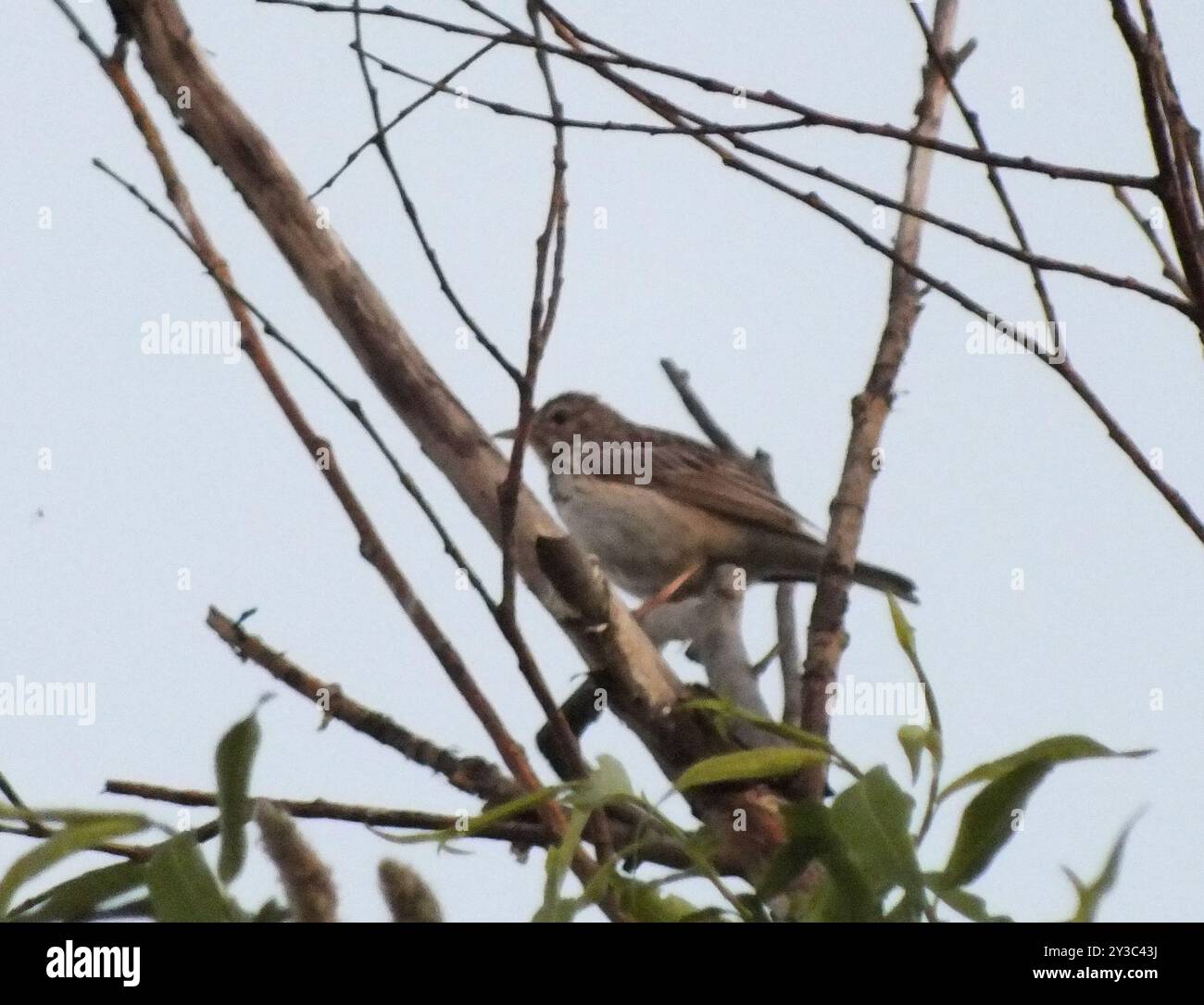 Tree Pipit (Anthus trivialis) Aves Stock Photo - Alamy