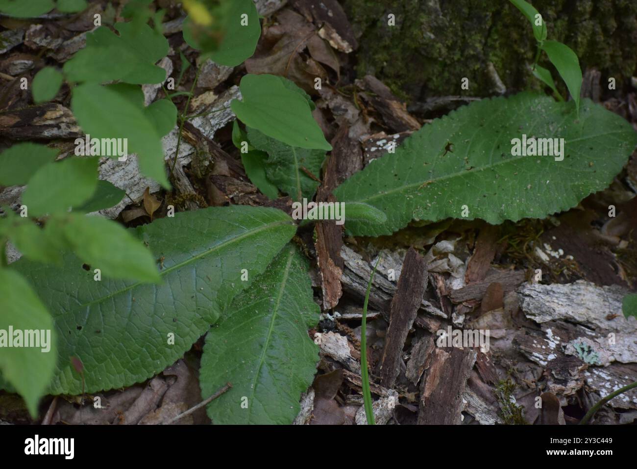 common elephant's-foot (Elephantopus tomentosus) Plantae Stock Photo ...