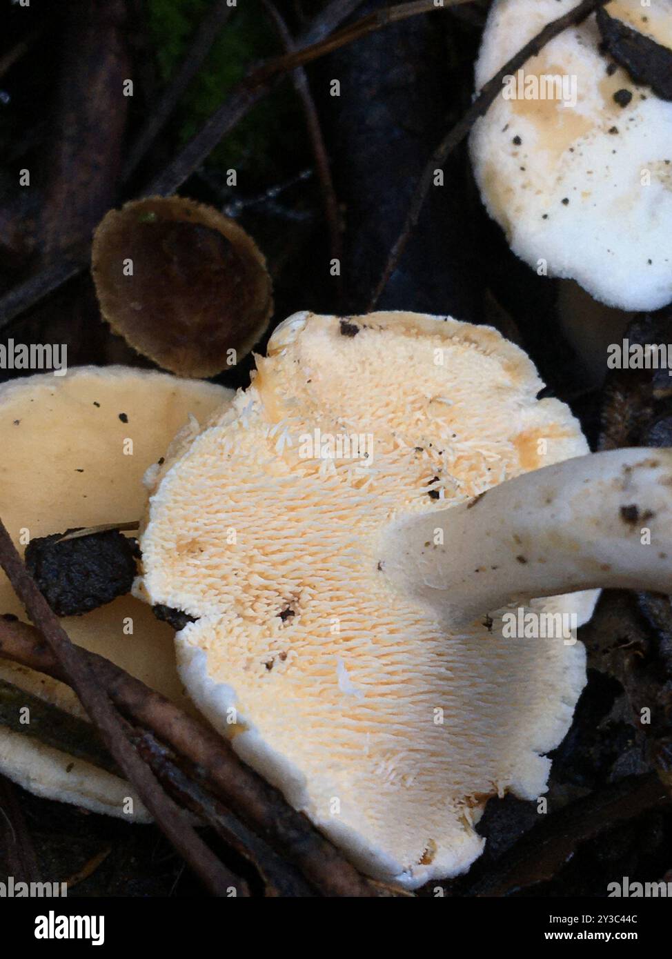 Wood Hedgehog (Hydnum repandum) Fungi Stock Photo - Alamy
