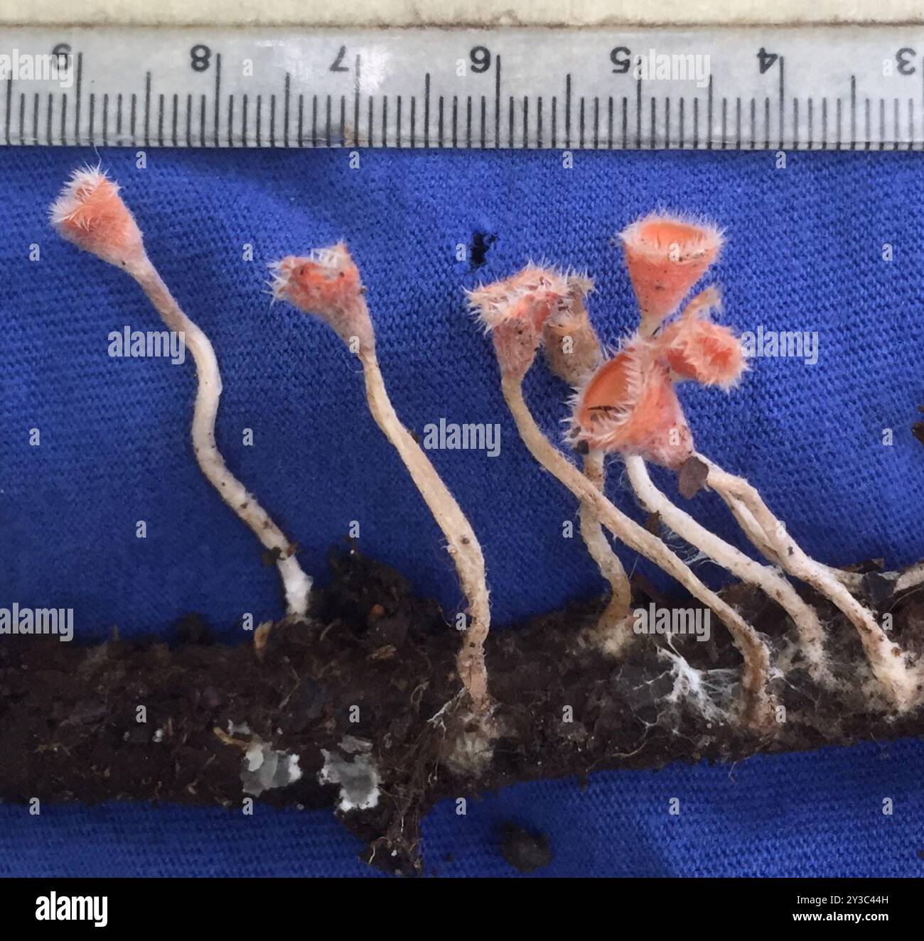 Pink Fringed Faery Cup (Microstoma floccosum) Fungi Stock Photo - Alamy