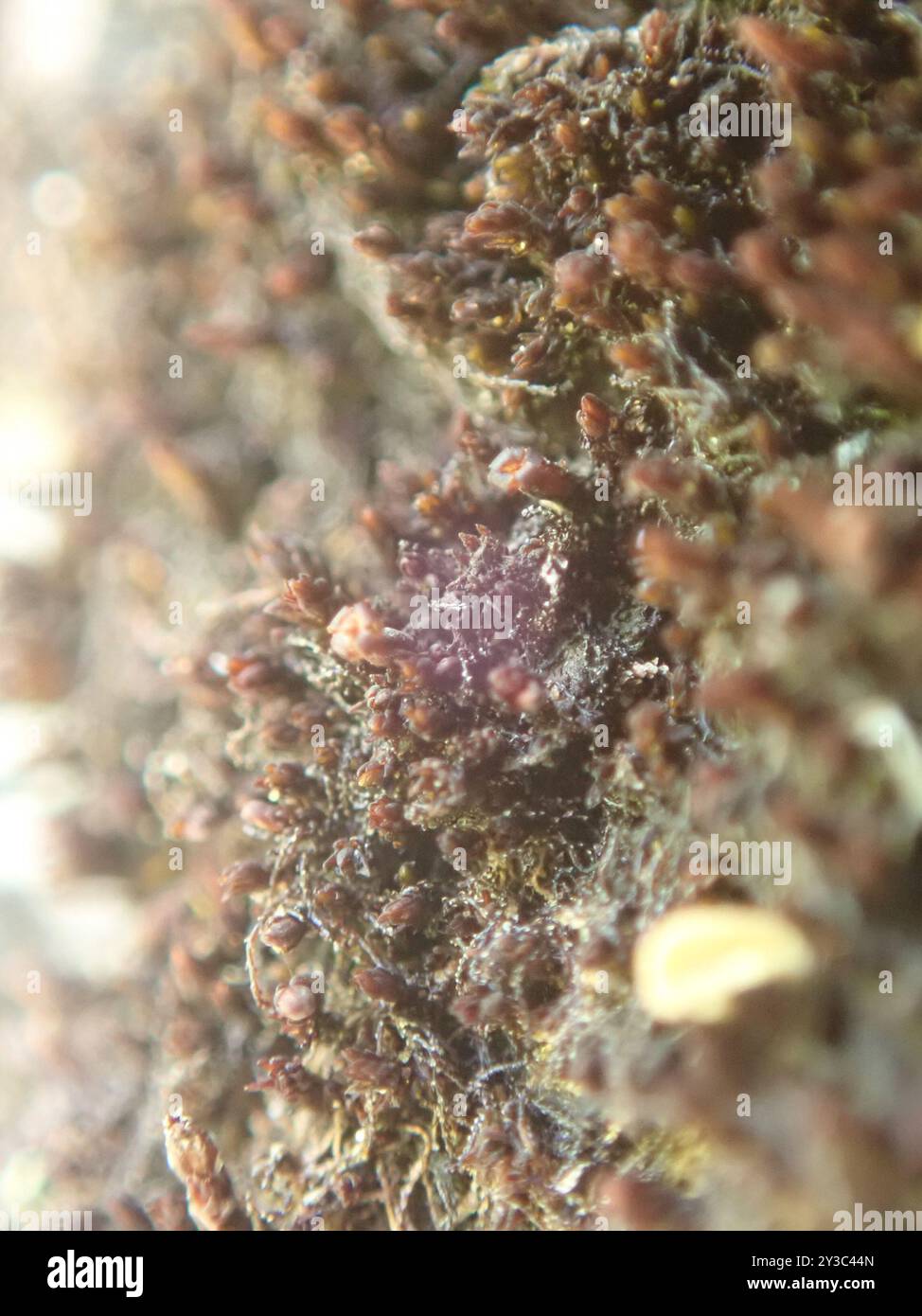 Black Rock Moss (Andreaea rupestris) Plantae Stock Photo - Alamy