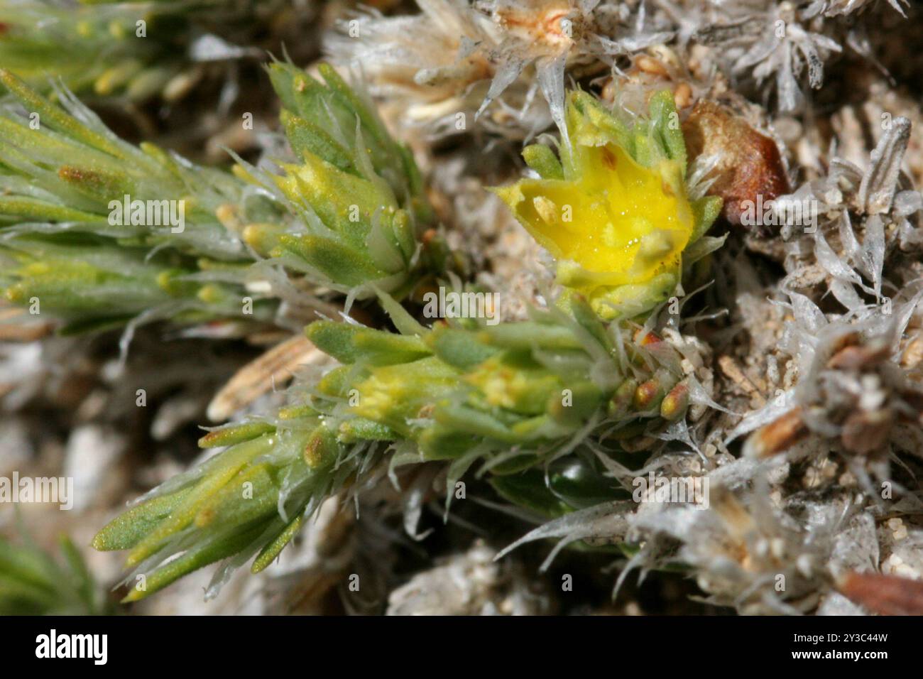 Creeping nailwort (Paronychia sessiliflora) Plantae Stock Photo - Alamy