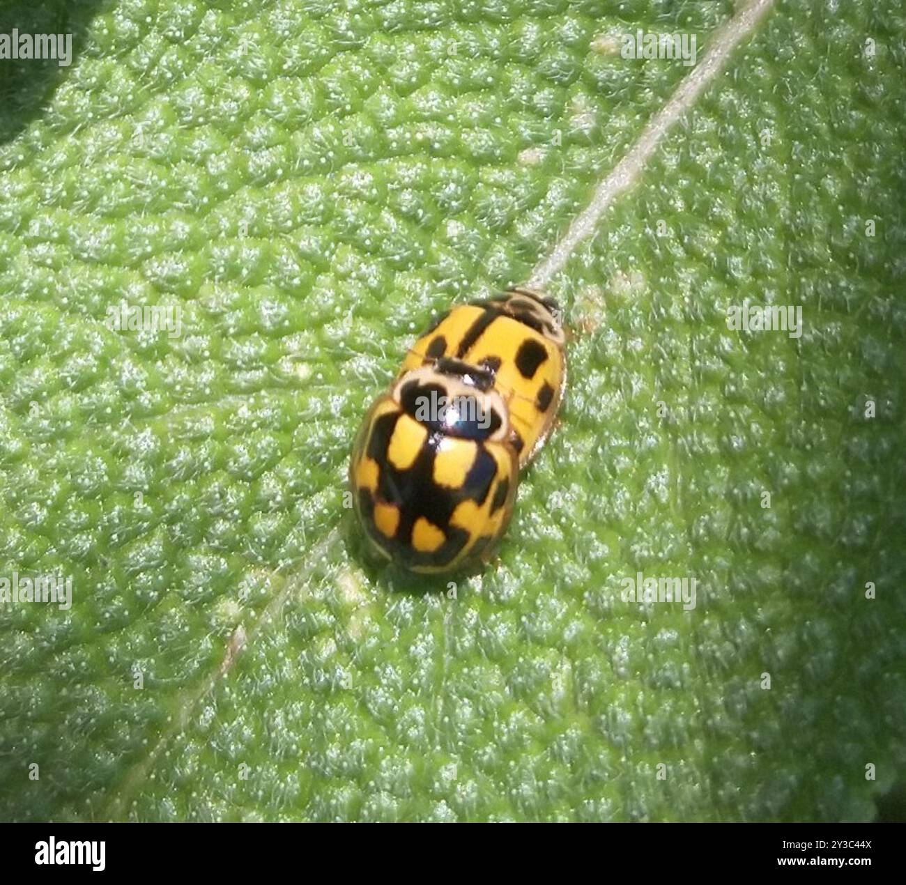 Fourteen-spotted Lady Beetle (Propylea quatuordecimpunctata) Insecta ...