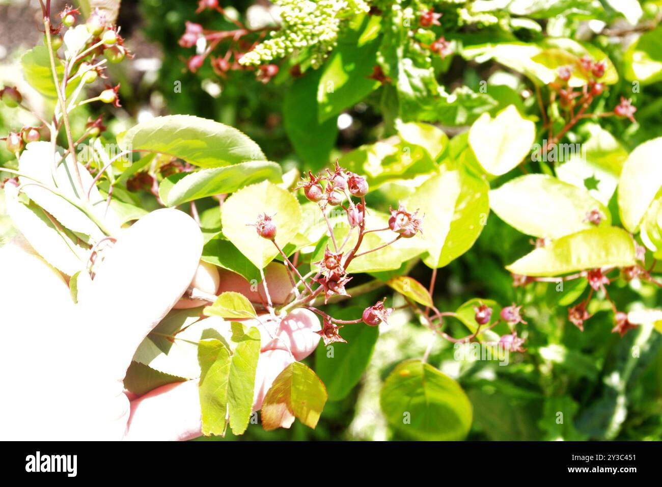 common serviceberry (Amelanchier arborea) Plantae Stock Photo - Alamy