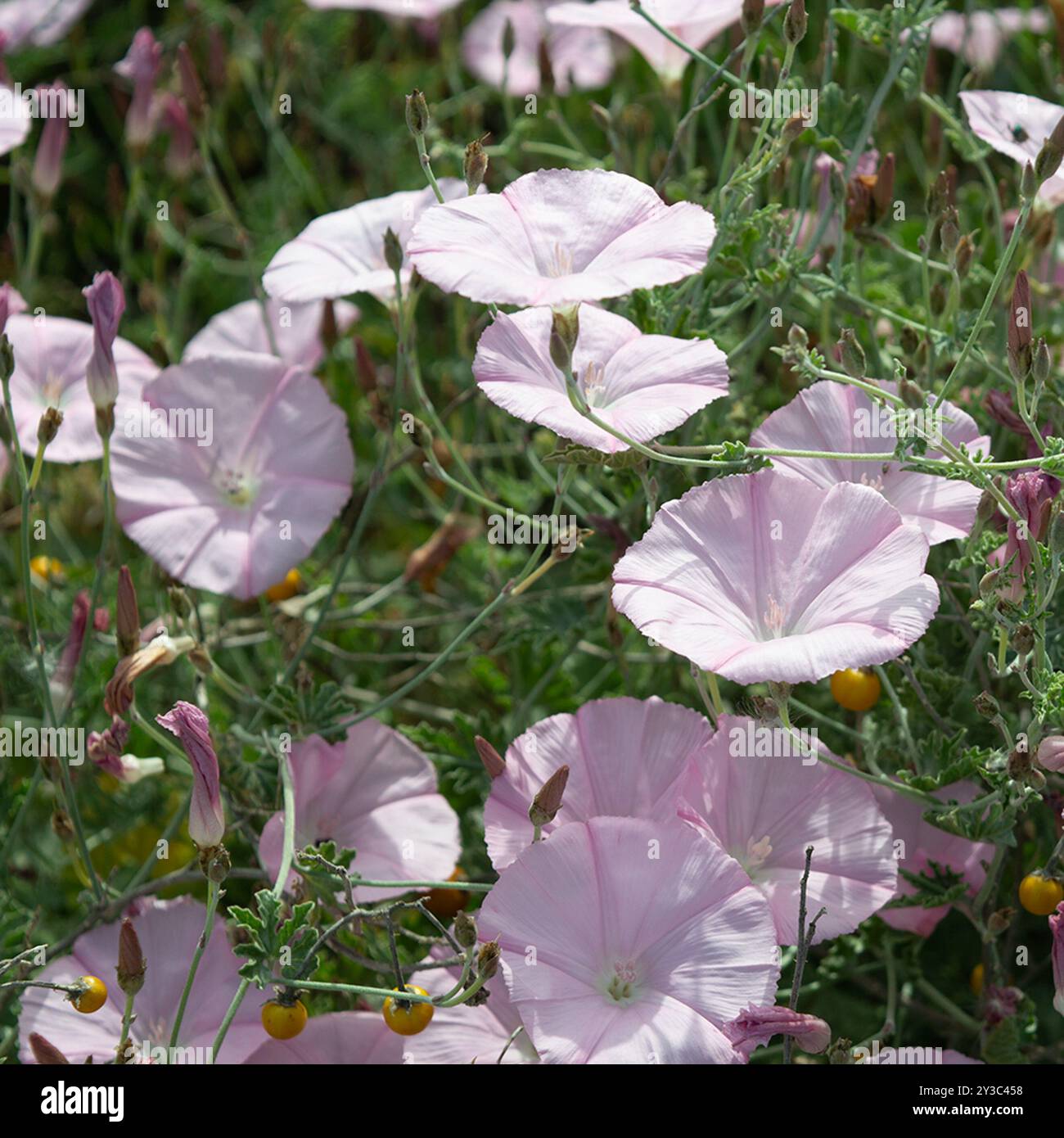 Elegant Bindweed (Convolvulus elegantissimus) Plantae Stock Photo - Alamy