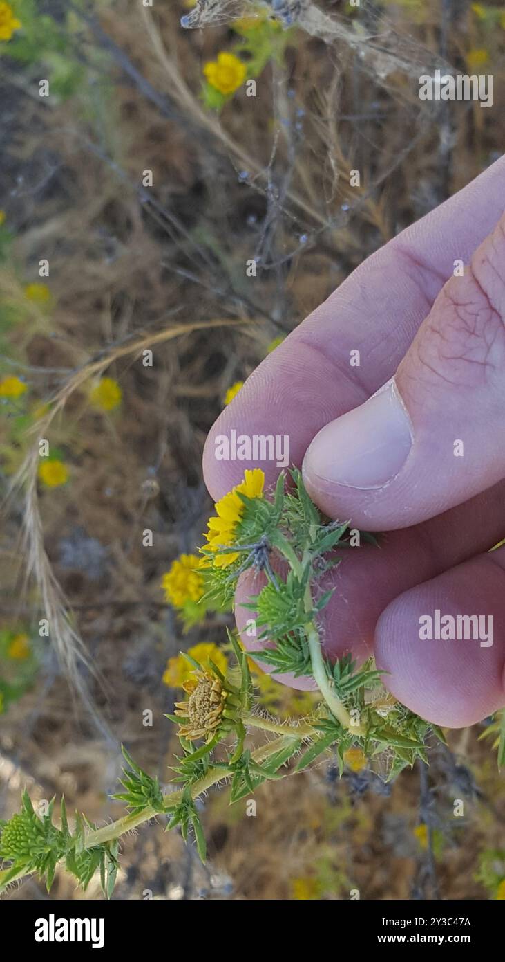 smooth tarplant (Centromadia pungens laevis) Plantae Stock Photo - Alamy