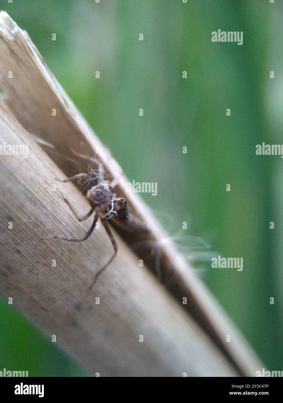 Dragonflies and Damselflies (Odonata) Insecta Stock Photo - Alamy