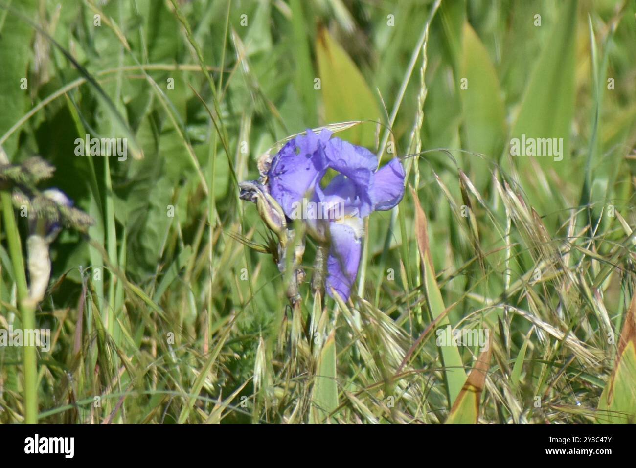 Sweet Iris (Iris pallida) Plantae Stock Photo - Alamy