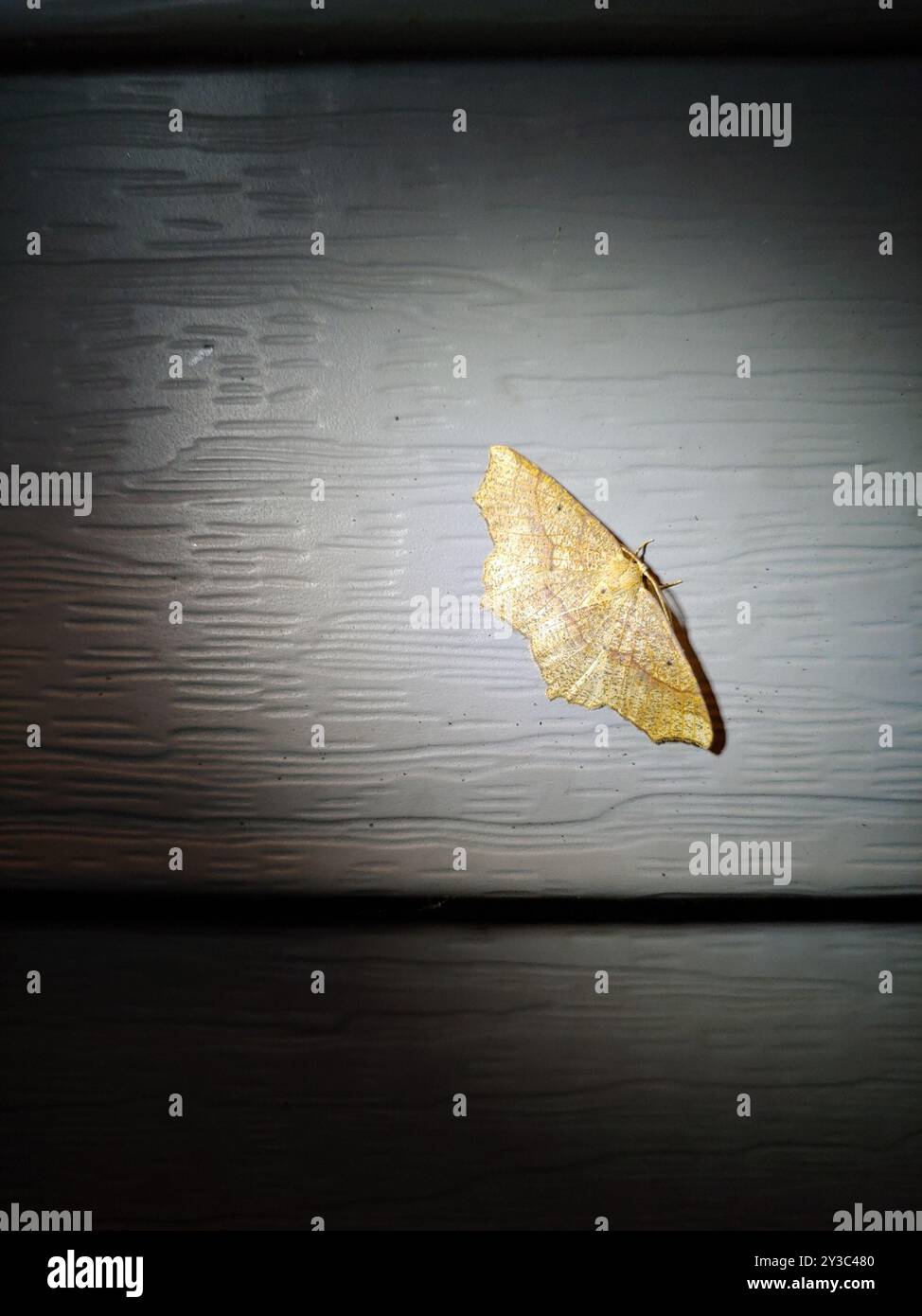 Oak Besma Moth (Besma quercivoraria) Insecta Stock Photo - Alamy