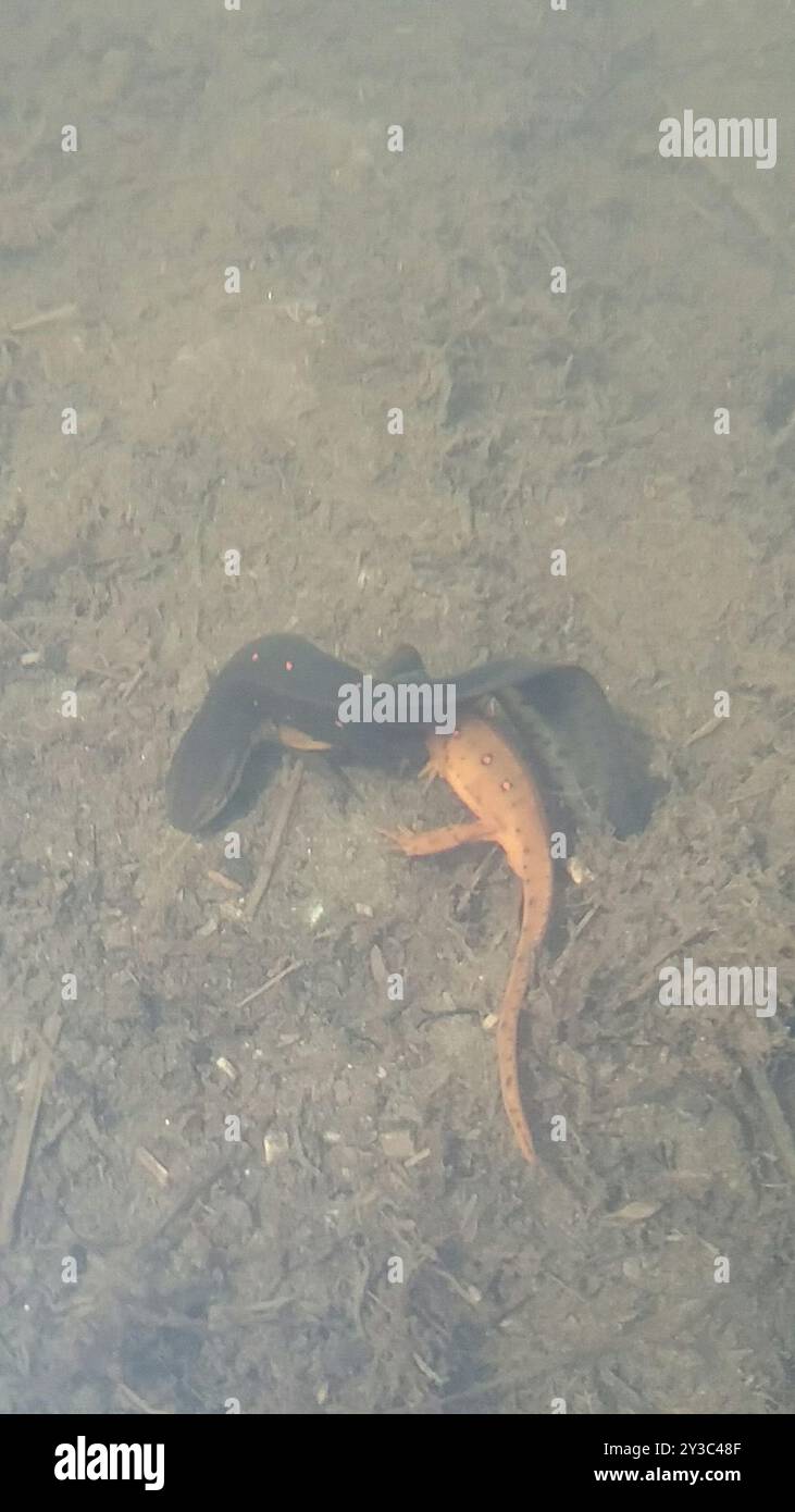 Eastern Newt (Notophthalmus viridescens) Amphibia Stock Photo - Alamy