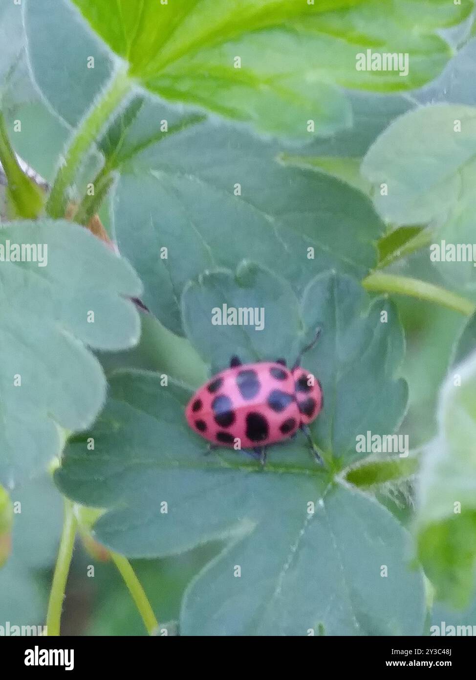 Spotted Pink Lady Beetle (Coleomegilla maculata) Insecta Stock Photo ...