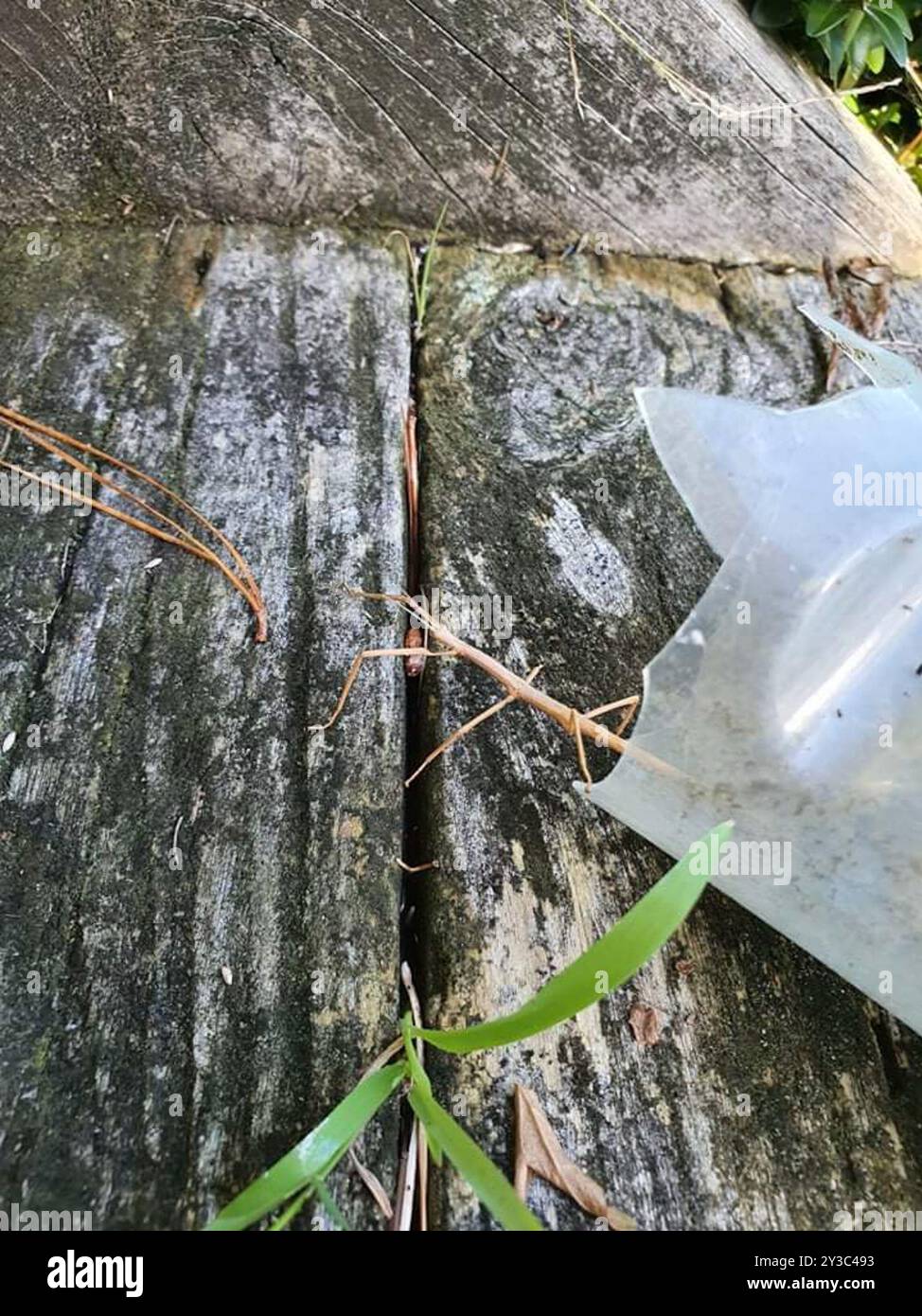 Stick Insects (Phasmida) Insecta Stock Photo - Alamy