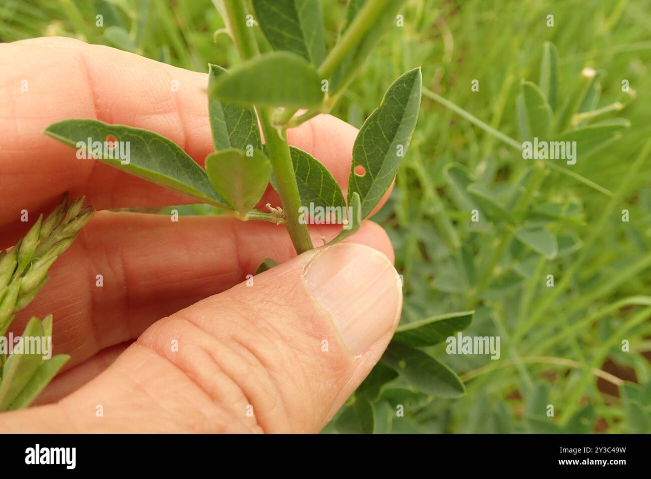 Round Pod Rattle Bush (Crotalaria globifera) Plantae Stock Photo - Alamy