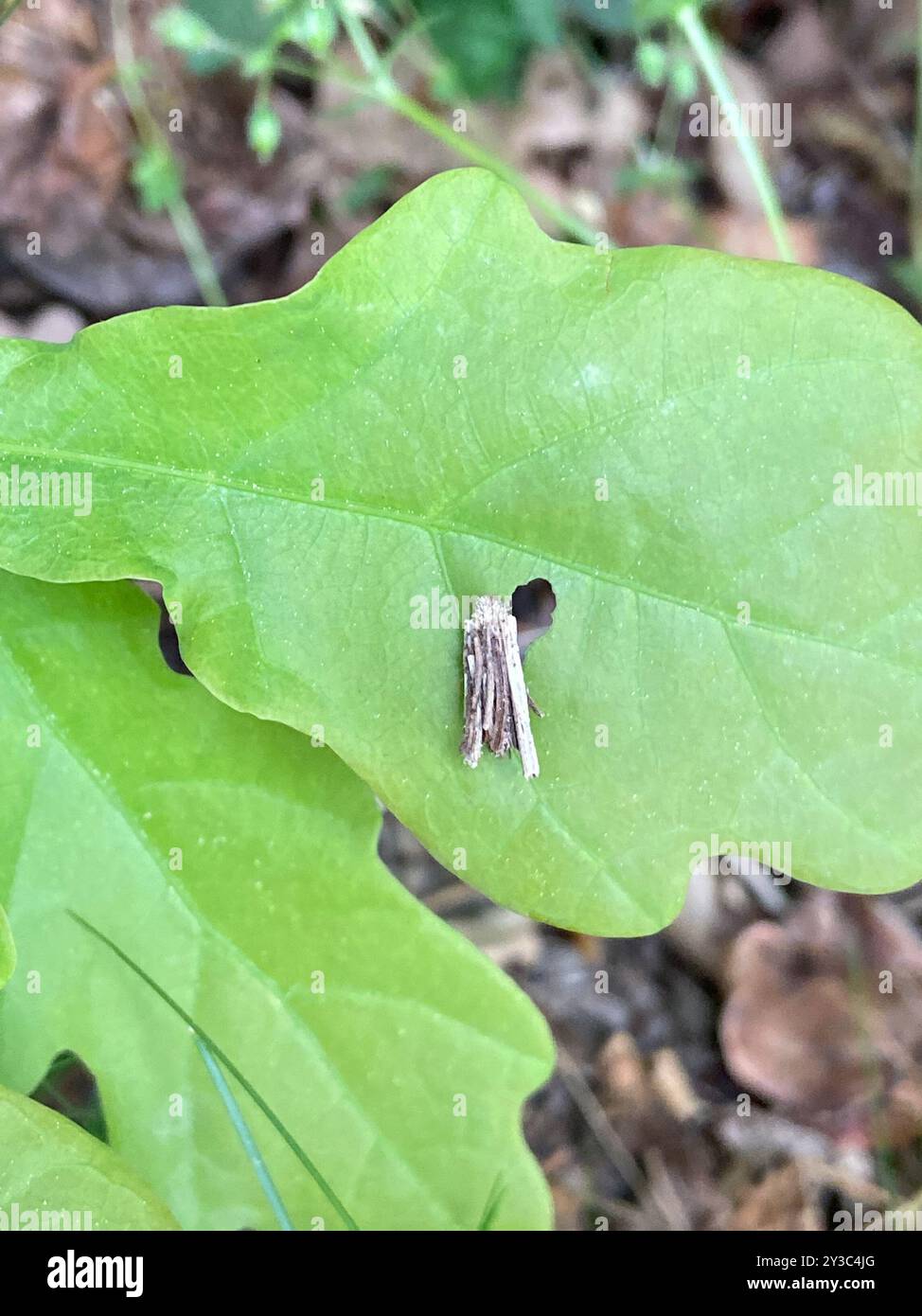 Common Bagworm Moth (Psyche casta) Insecta Stock Photo - Alamy