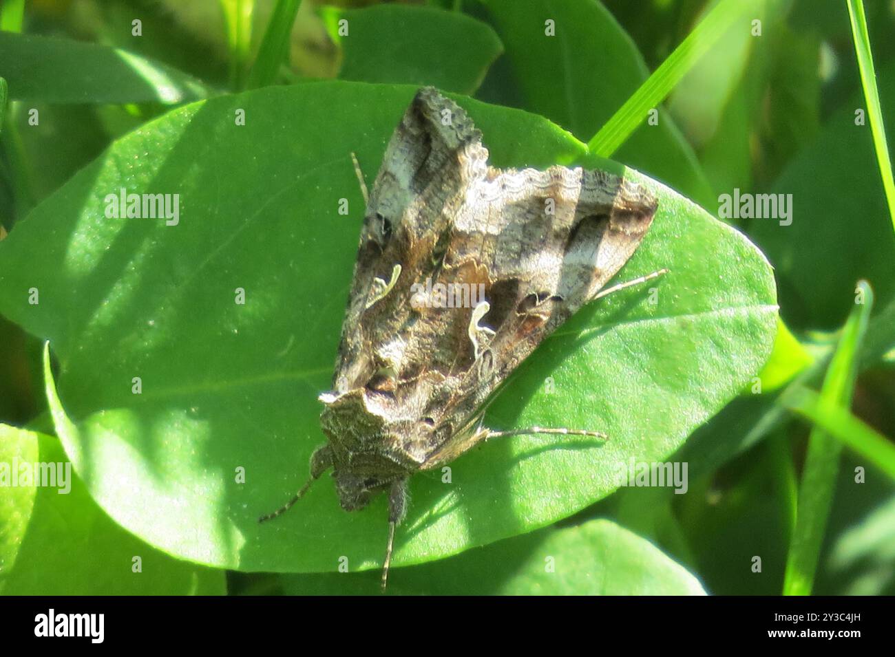 Silver Y (Autographa gamma) Insecta Stock Photo - Alamy