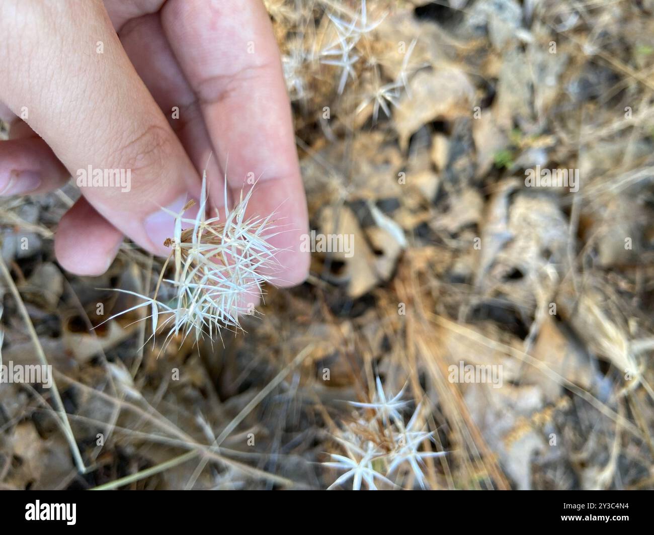 silverpuffs (Uropappus lindleyi) Plantae Stock Photo - Alamy