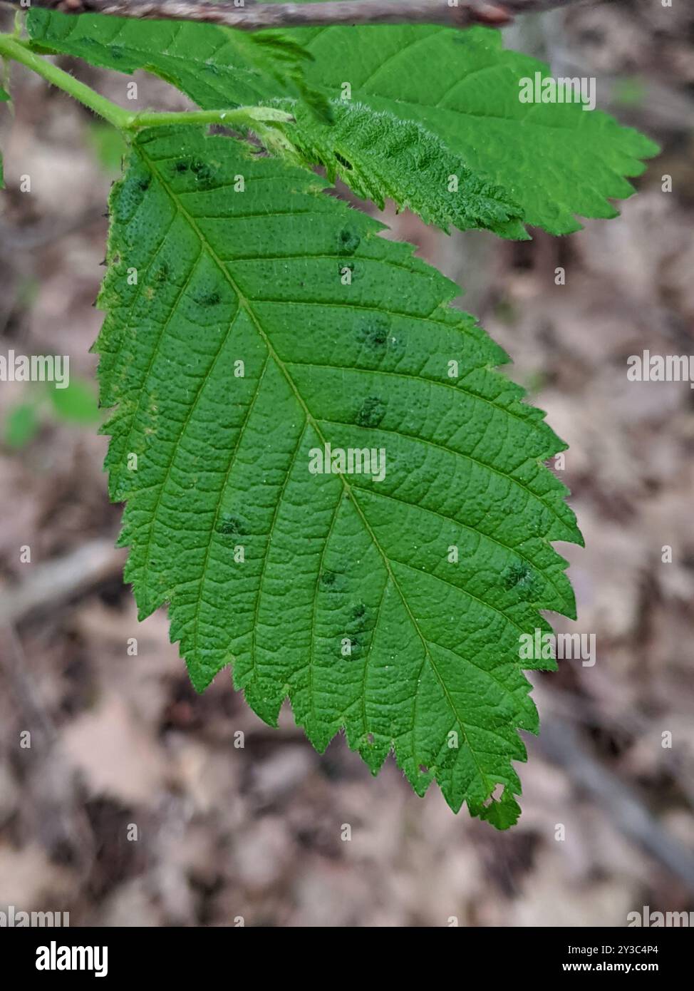 Elm Leaf Gall Mite (Aceria campestricola) Arachnida Stock Photo - Alamy