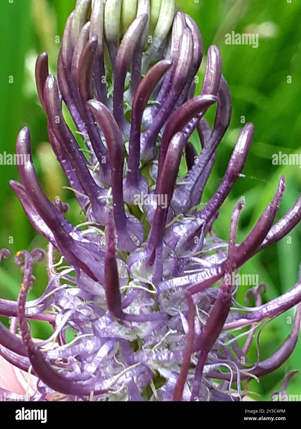 Black Rampion (Phyteuma nigrum) Plantae Stock Photo - Alamy