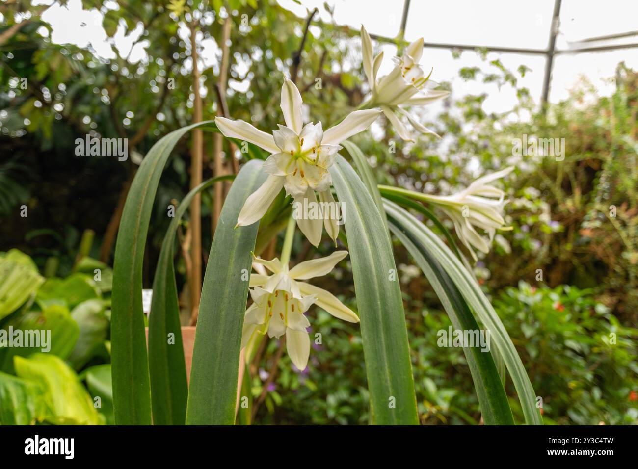 Zurich, Switzerland, March 9, 2024 Pamianthe Peruviana flower at the ...