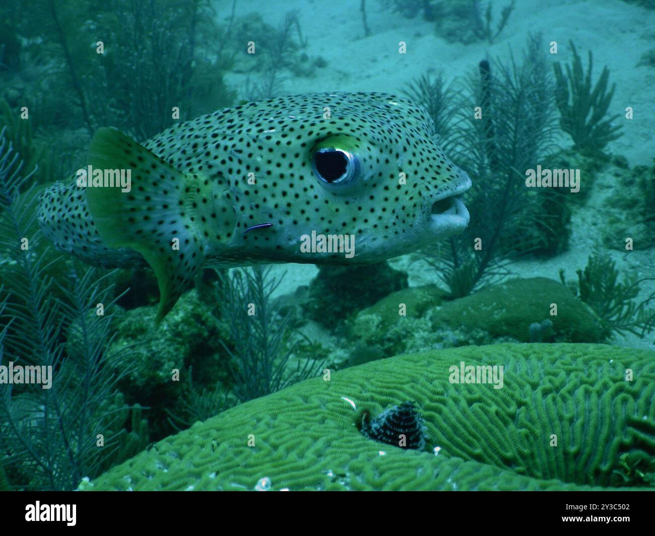 Spotted Porcupinefish (Diodon hystrix) Actinopterygii Stock Photo - Alamy