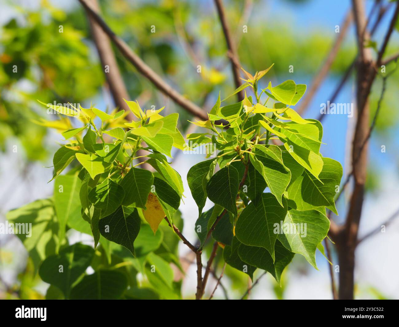 Chinese Tallow (Triadica sebifera) Plantae Stock Photo - Alamy
