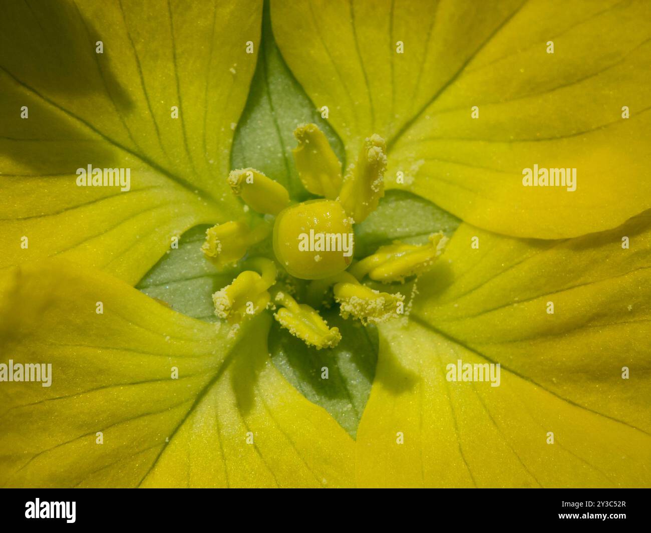 Peruvian primrose-willow (Ludwigia peruviana) Plantae Stock Photo - Alamy