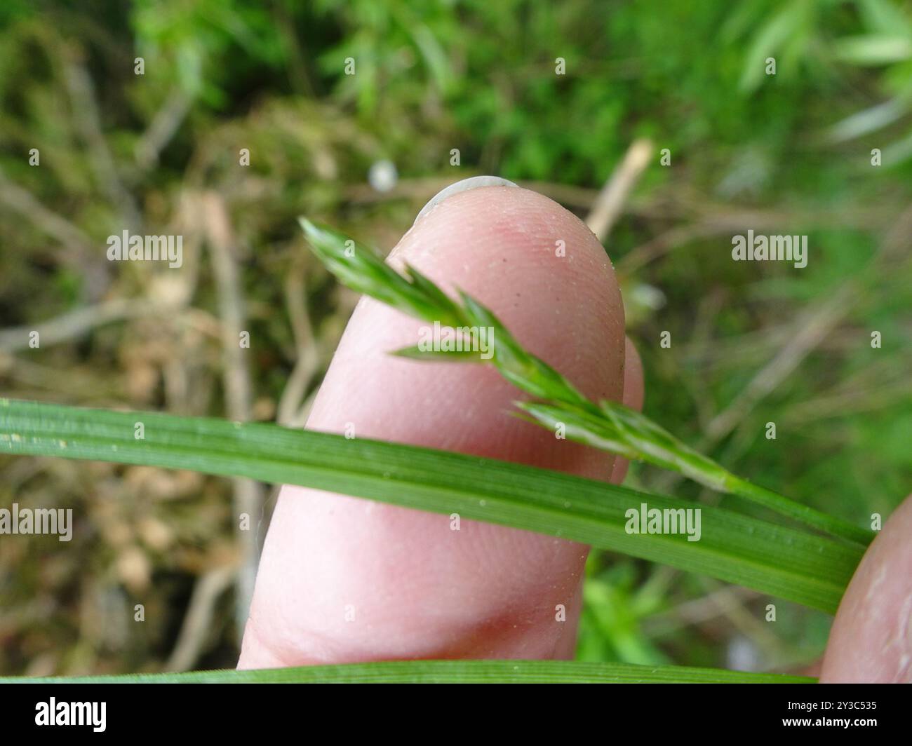 Spiked Sedge (Carex spicata) Plantae Stock Photo - Alamy