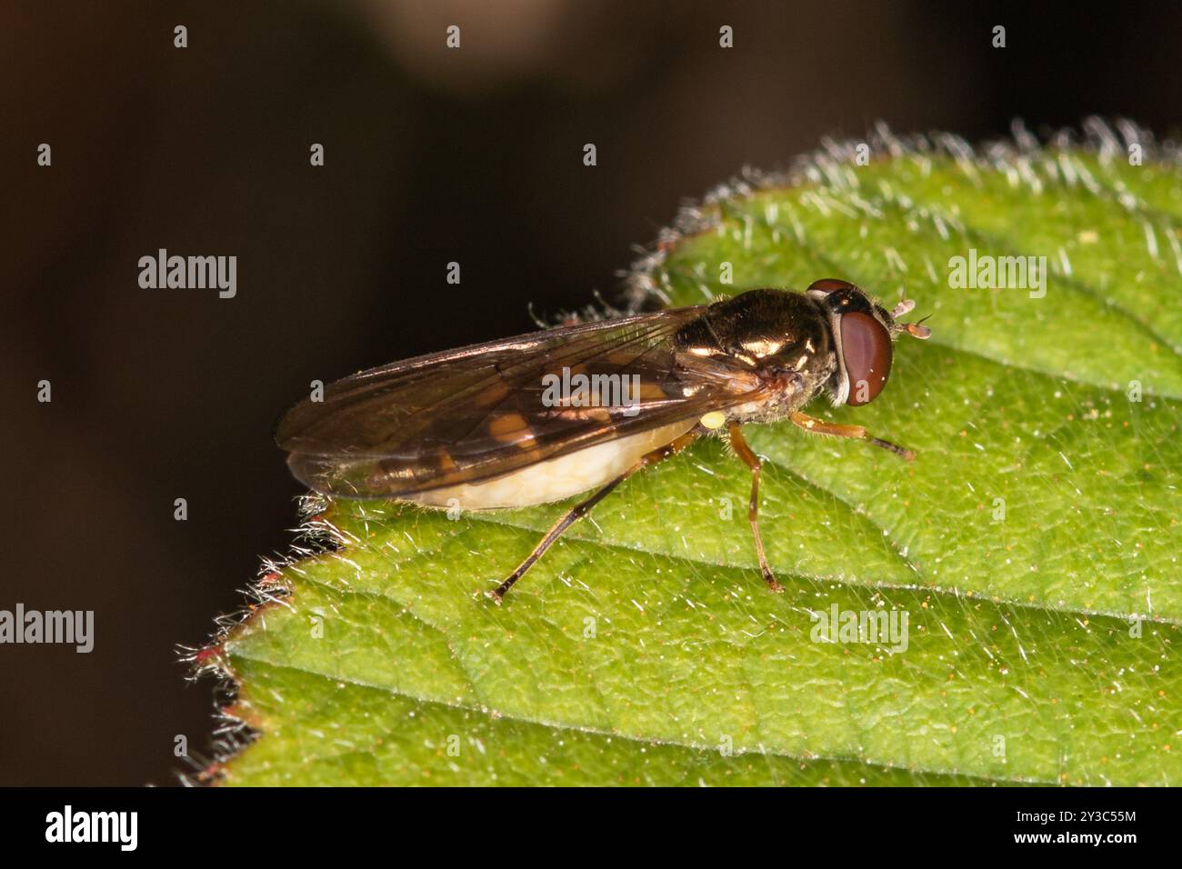 Ladder-backed Hover Fly (Melanostoma scalare) Insecta Stock Photo - Alamy