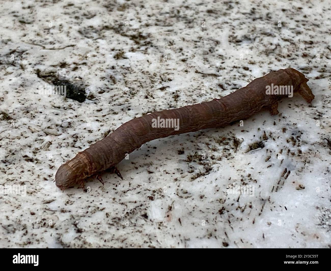 Geometer Moths (Geometridae) Insecta Stock Photo - Alamy