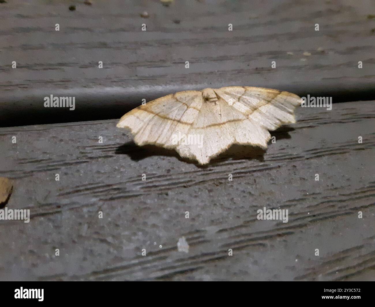 Oak Besma Moth (Besma quercivoraria) Insecta Stock Photo - Alamy