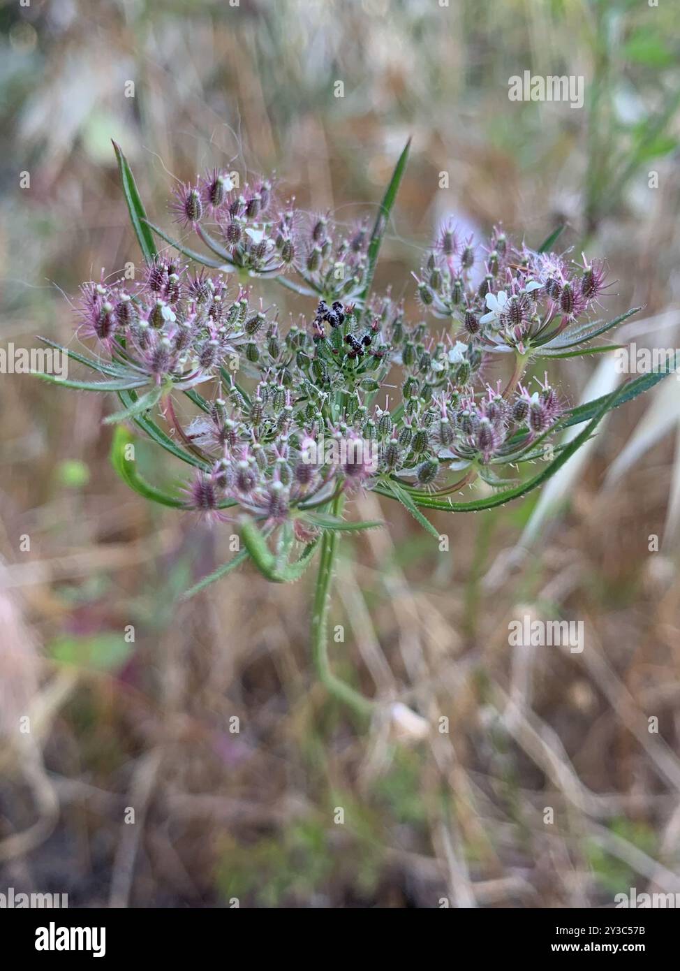 wild carrot (Daucus carota) Plantae Stock Photo - Alamy