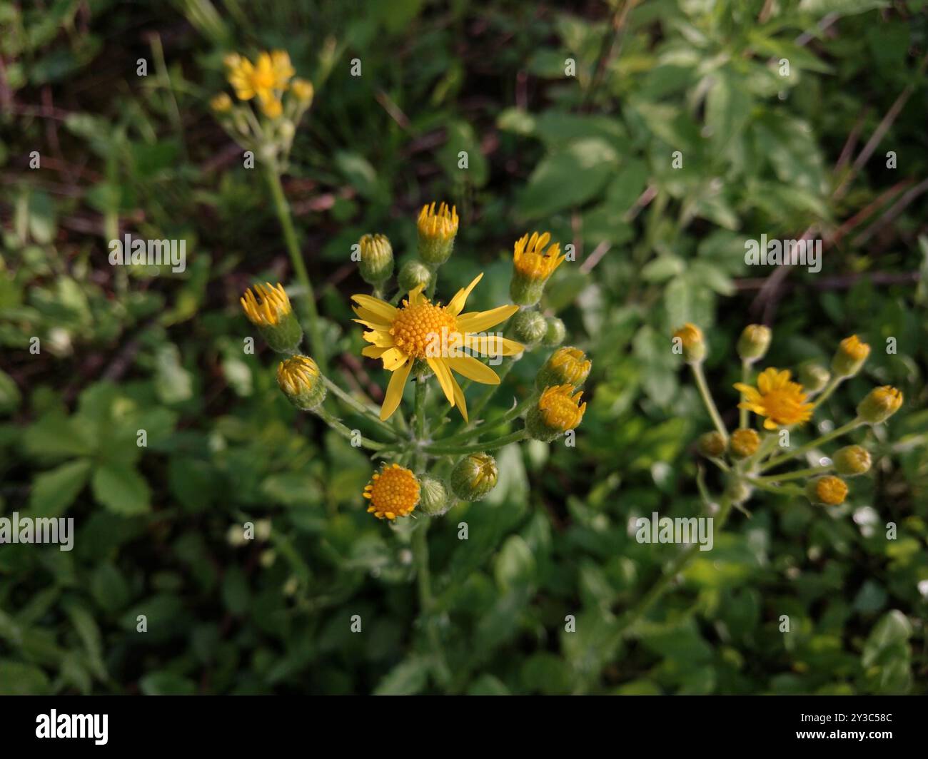 balsam ragwort (Packera paupercula) Plantae Stock Photo - Alamy