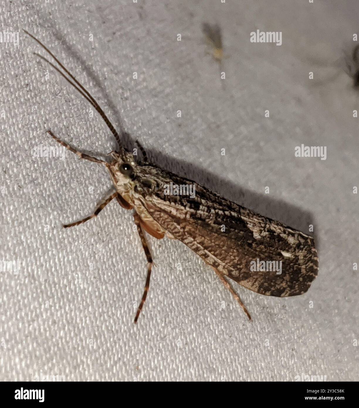 Giant Casemaker Caddisflies (Phryganeidae) Insecta Stock Photo - Alamy