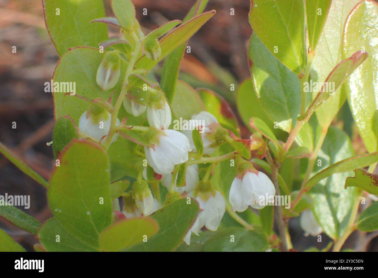 dwarf huckleberry (Gaylussacia dumosa) Plantae Stock Photo - Alamy