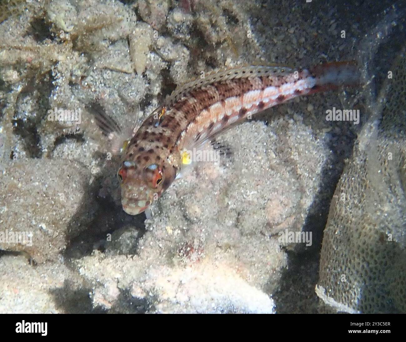 Spotted sandperch (Parapercis punctulata) Actinopterygii Stock Photo ...