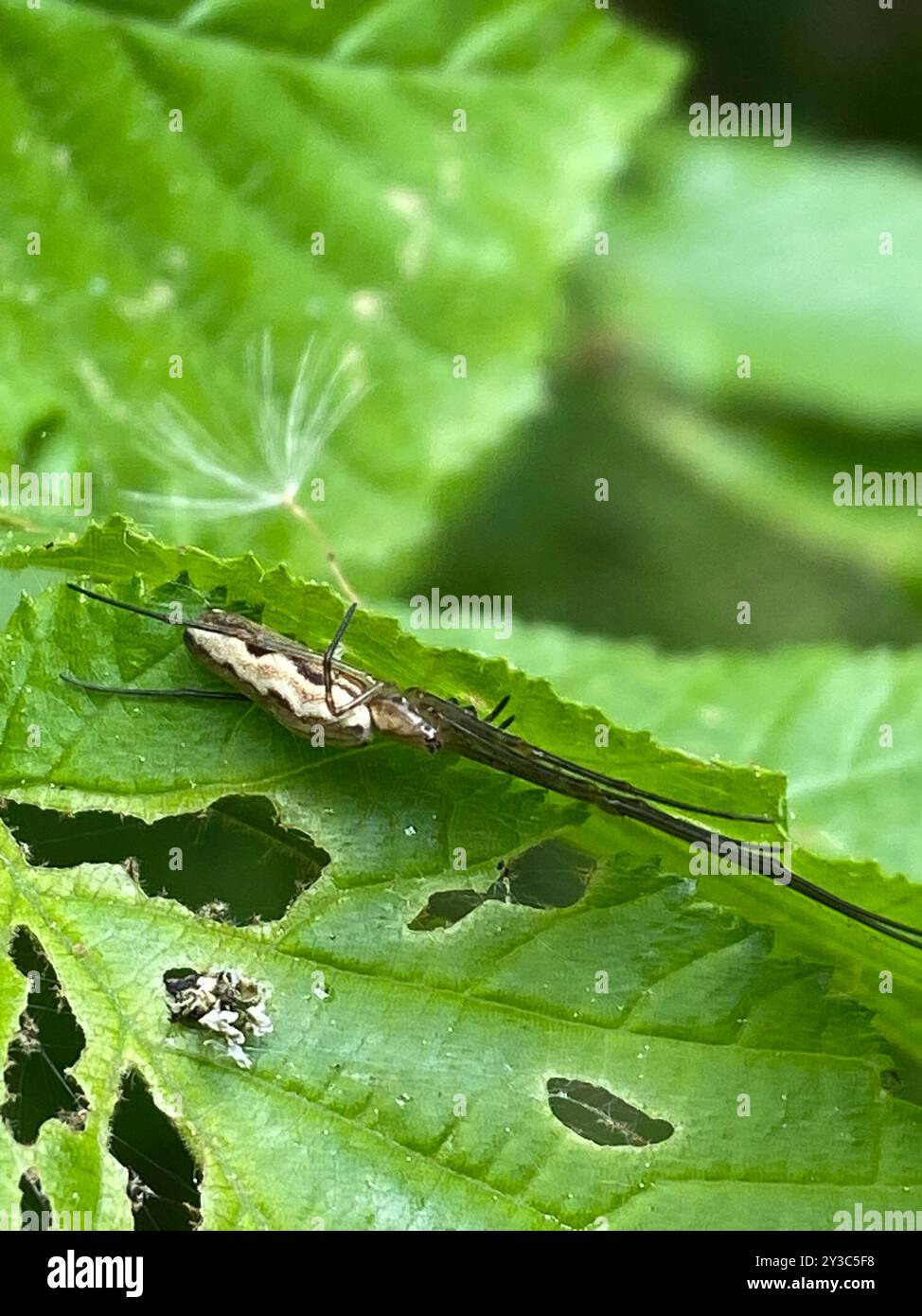 Common Stretch Spider (Tetragnatha extensa) Arachnida Stock Photo - Alamy