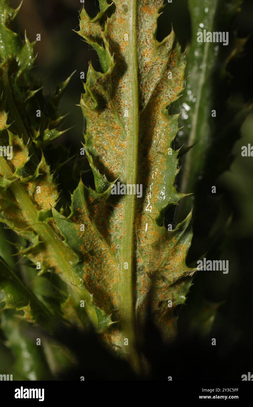 thistle rust (Puccinia suaveolens) Fungi Stock Photo - Alamy