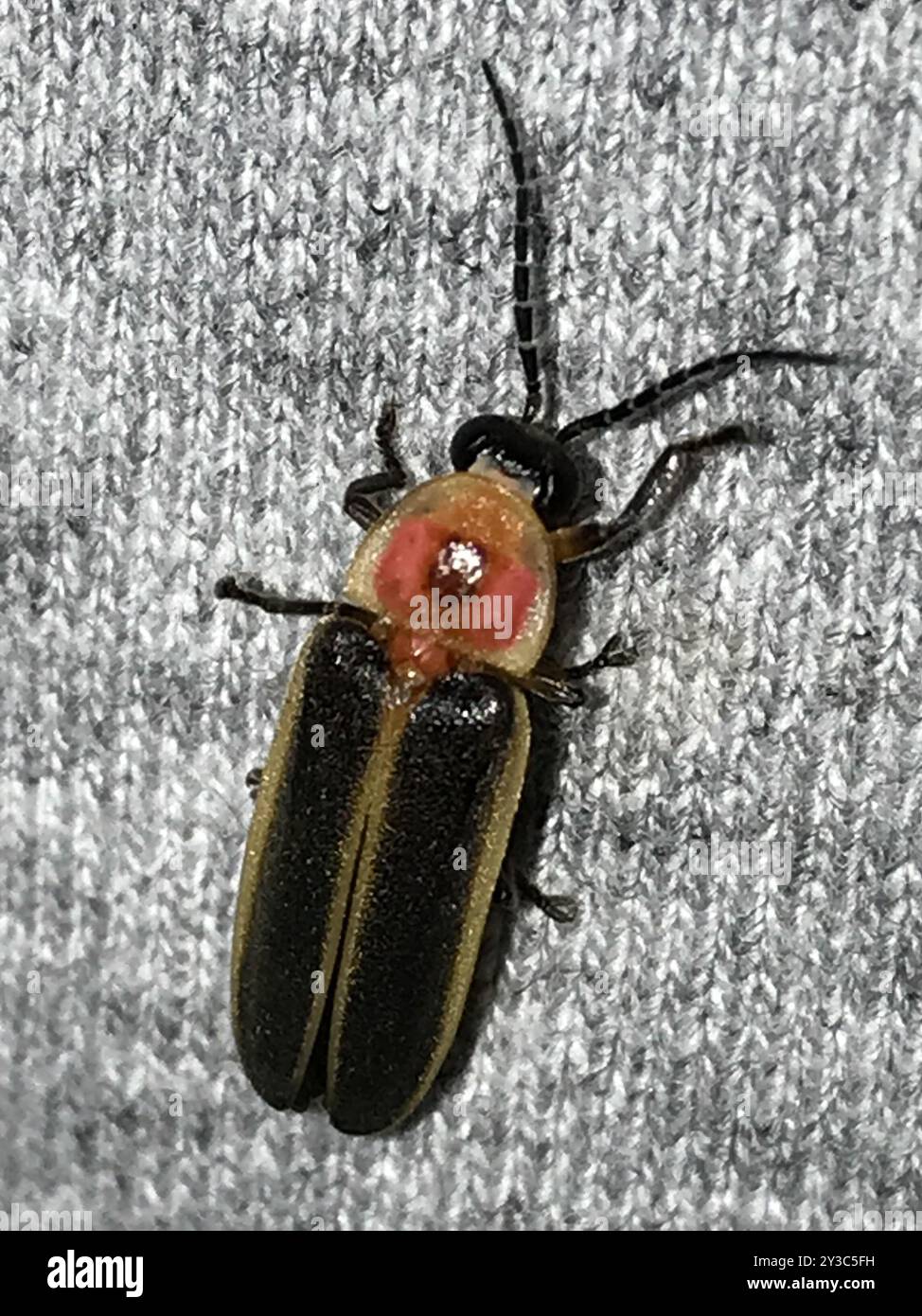 Common Eastern Firefly (Photinus pyralis) Insecta Stock Photo - Alamy