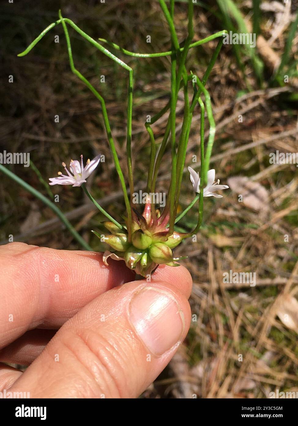 Canadian Meadow garlic (Allium canadense) Plantae Stock Photo - Alamy