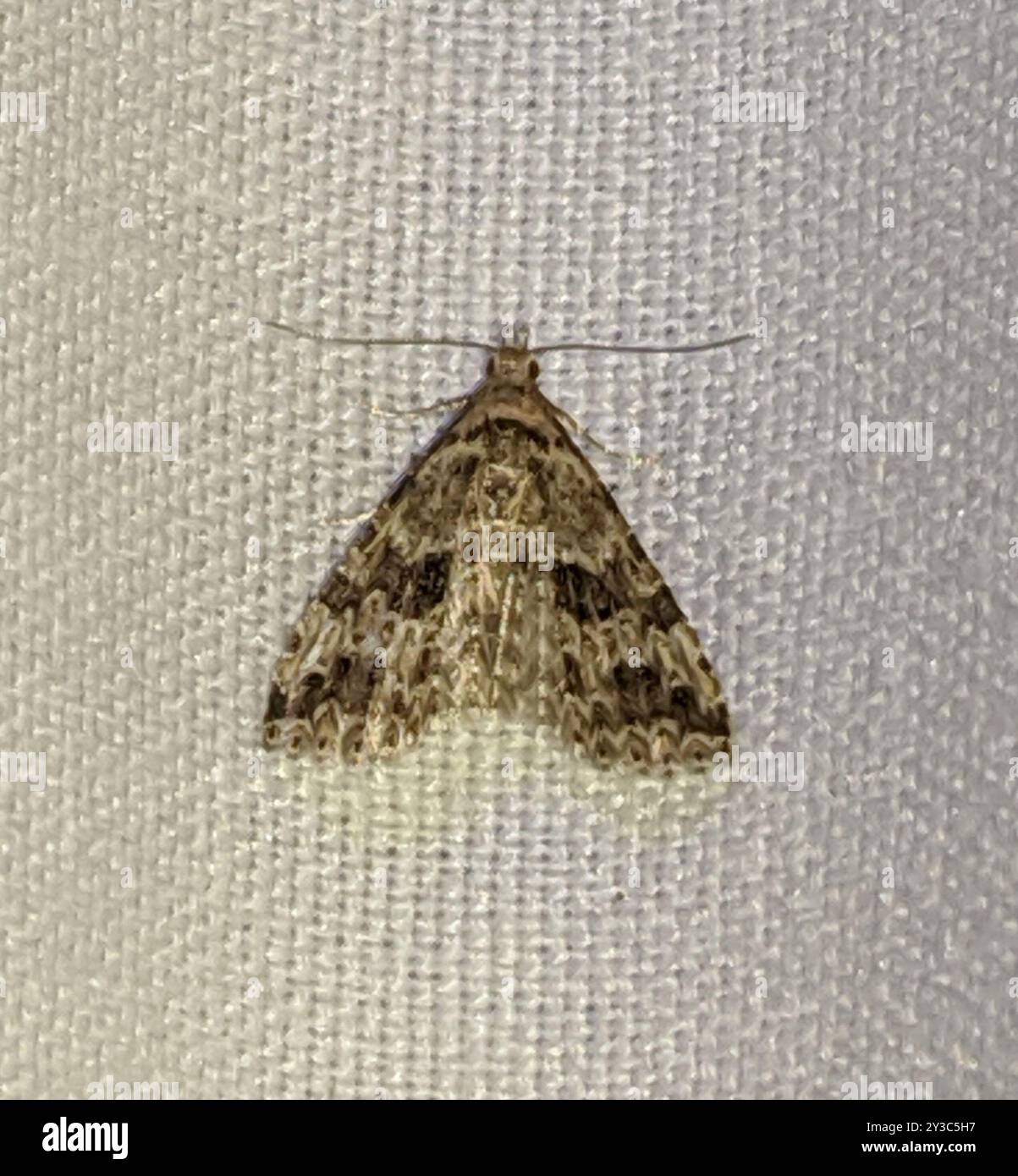 Montana Six-plume Moth (Alucita montana) Insecta Stock Photo - Alamy