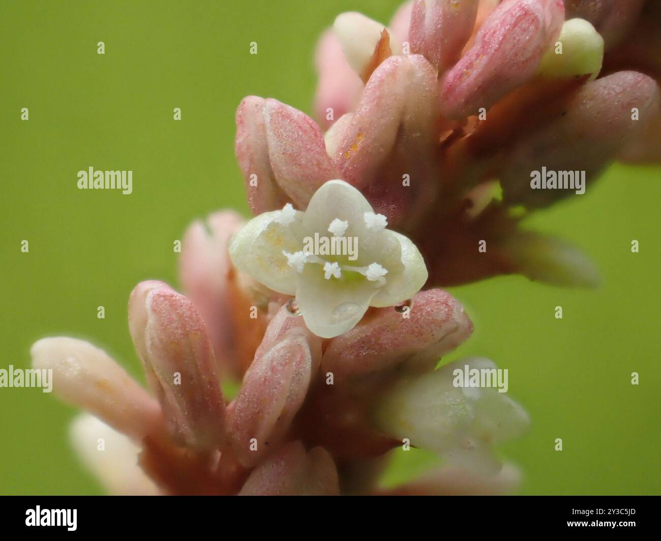 pale smartweed (Persicaria lapathifolia) Plantae Stock Photo - Alamy