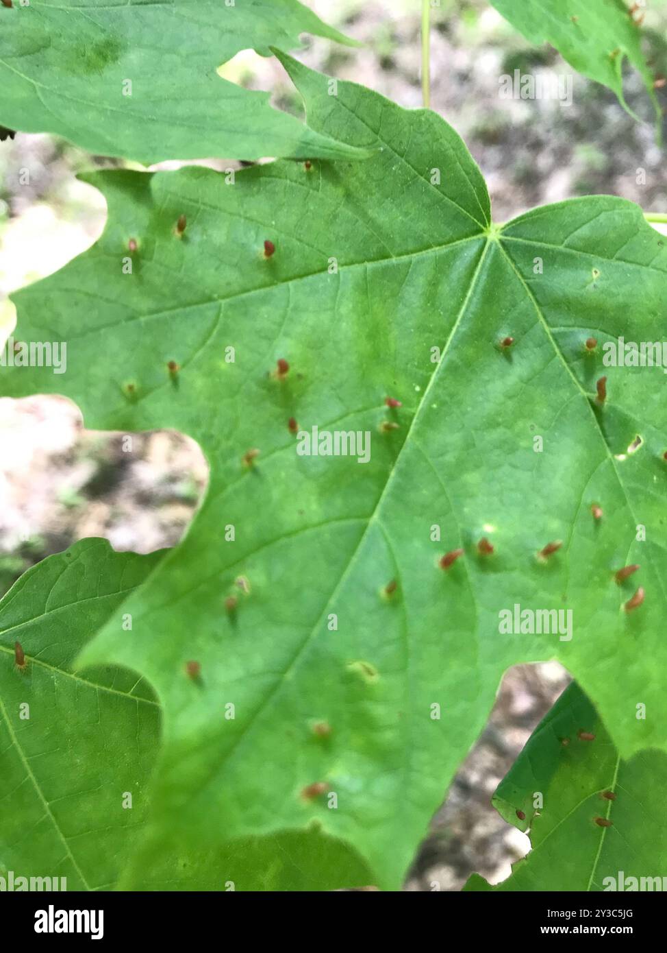 Maple Spindle Gall Mite (Vasates aceriscrumena) Arachnida Stock Photo ...