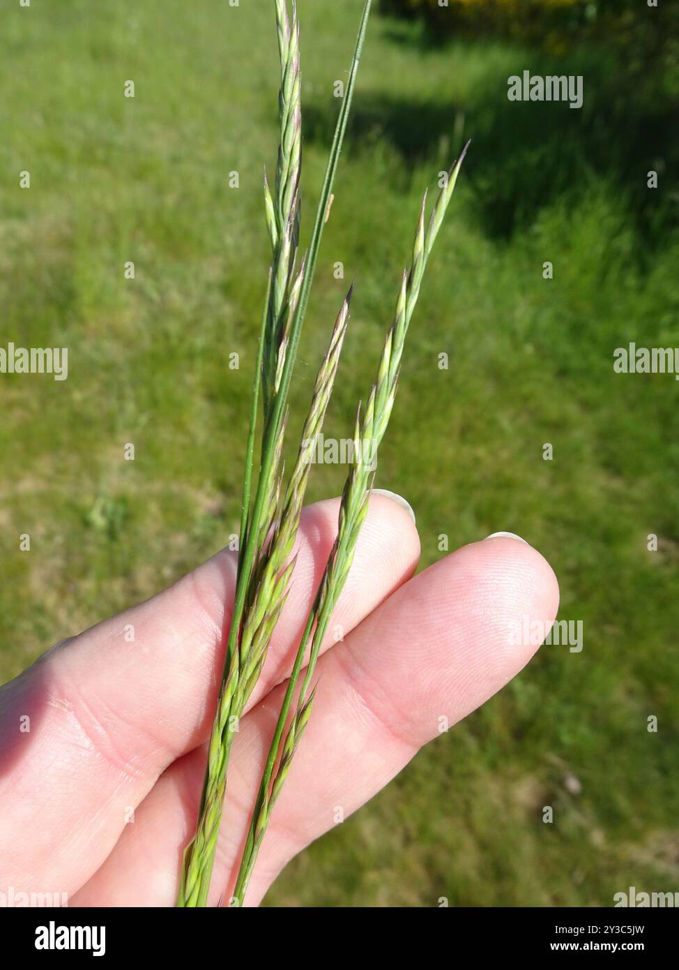 red fescue (Festuca rubra) Plantae Stock Photo - Alamy