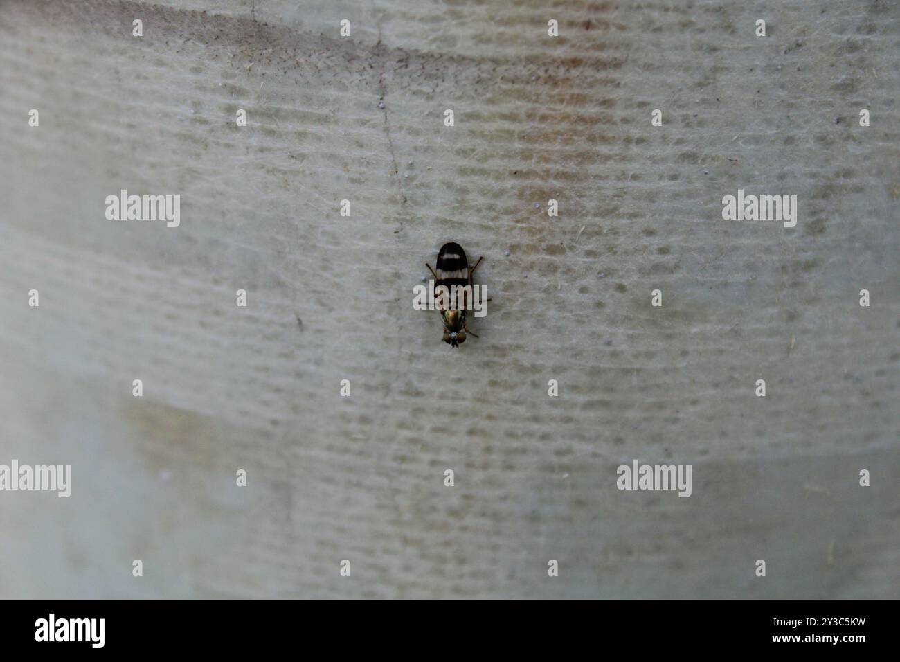 Banded-wing Flies (Chaetopsis) Insecta Stock Photo - Alamy