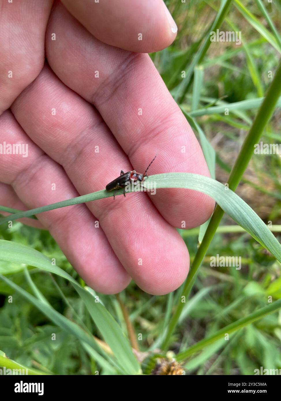 Rustic Sailor Beetle (Cantharis rustica) Insecta Stock Photo - Alamy